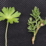Weeds: Redstem filaree (Stork’s bill, Crane’s bill) – Erodium ...