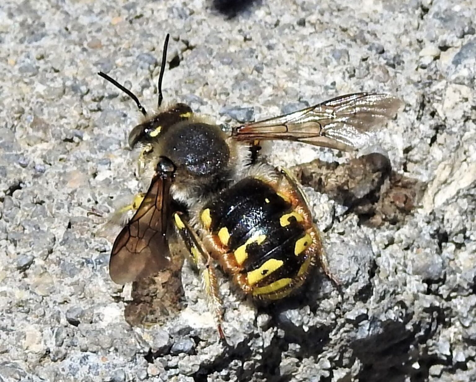 Megachilidae: Carder Bees (Anthidium spp.) | Hortsense | Washington ...