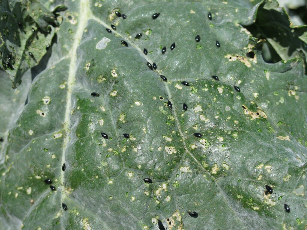 Broccoli, Cole crops: Flea beetles | Hortsense | Washington State ...
