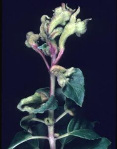 Fuchsia: Fuchsia gall mite | Hortsense | Washington State University