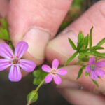 Weeds: Herb Robert (Robert geranium, stinky Bob) – Geranium robertianum ...