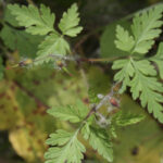 Weeds: Herb Robert (Robert geranium, stinky Bob) – Geranium robertianum ...