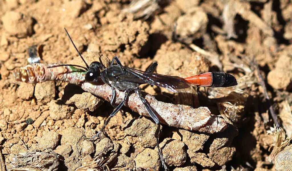 Stinging Wasps : Hunting wasps | Hortsense | Washington State University