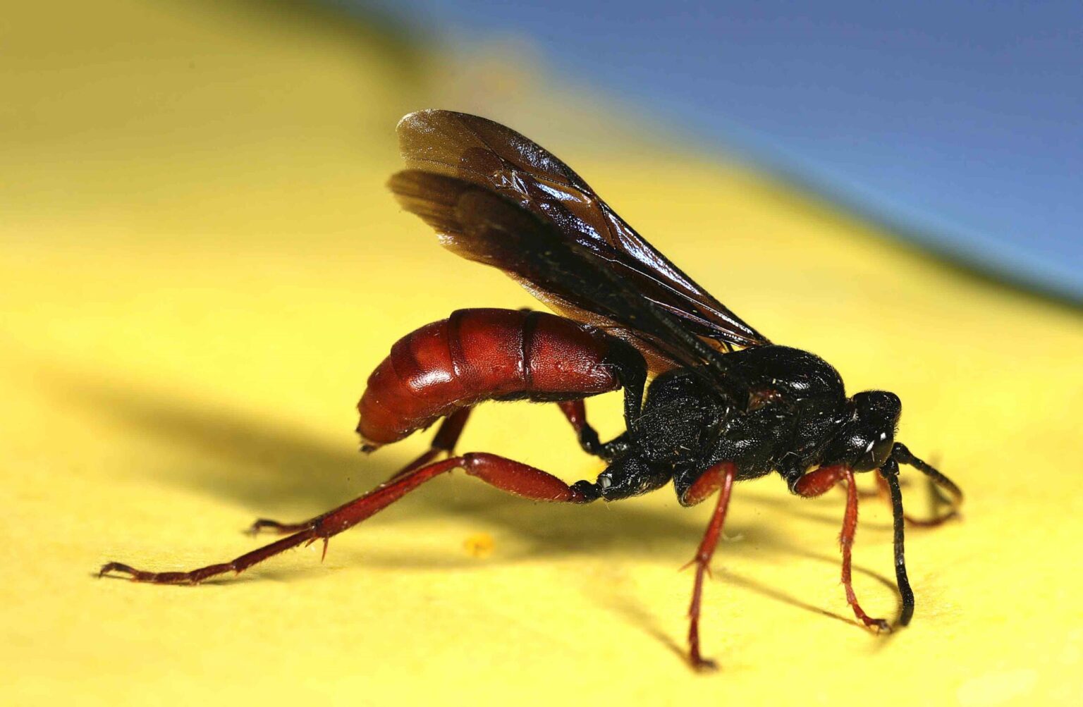 Parasitic Wasps : Ichneumonid and braconid wasps | Hortsense ...