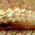 Predatory Flies : Hover flies | Hortsense | Washington State University