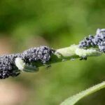 Predatory Flies : Hover flies | Hortsense | Washington State University