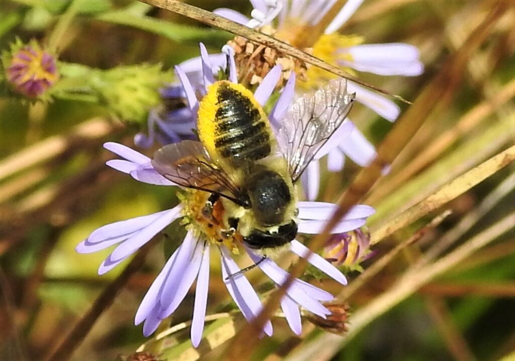 Megachilidae: Leafcutter Bees (Megachile) | Hortsense | Washington ...