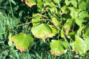 Linden(Tilia): Leaf scorch (marginal leaf necrosis) | Hortsense ...