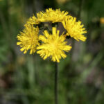Weeds: Hawkweeds – Hieracium spp. | Hortsense | Washington State University