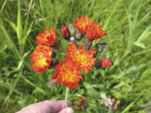 Weeds: Hawkweeds – Hieracium spp. | Hortsense | Washington State University