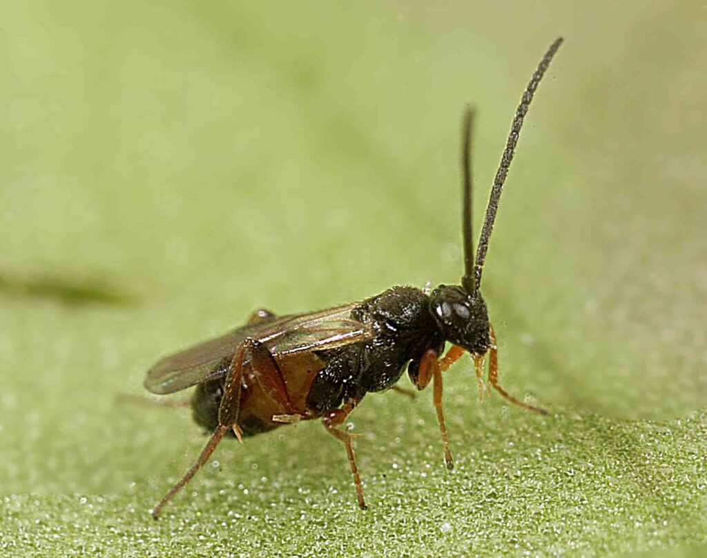 Parasitic Wasps : Chalcid wasps | Hortsense | Washington State University
