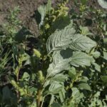 Weeds: Redroot pigweed (Rough pigweed) – Amaranthus retroflexus ...