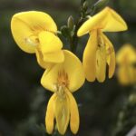 Weeds: Scotch broom – Cytisus scoparius | Hortsense | Washington State ...