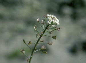Weeds: Shepherd’s-purse – Capsella bursa-pastoris | Hortsense ...