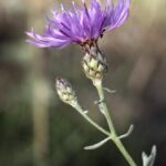 Weeds: Knapweeds – Centaurea spp. | Hortsense | Washington State University