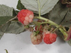 Hortsense | Washington State University