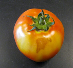 Tomato: Sunscald | Hortsense | Washington State University
