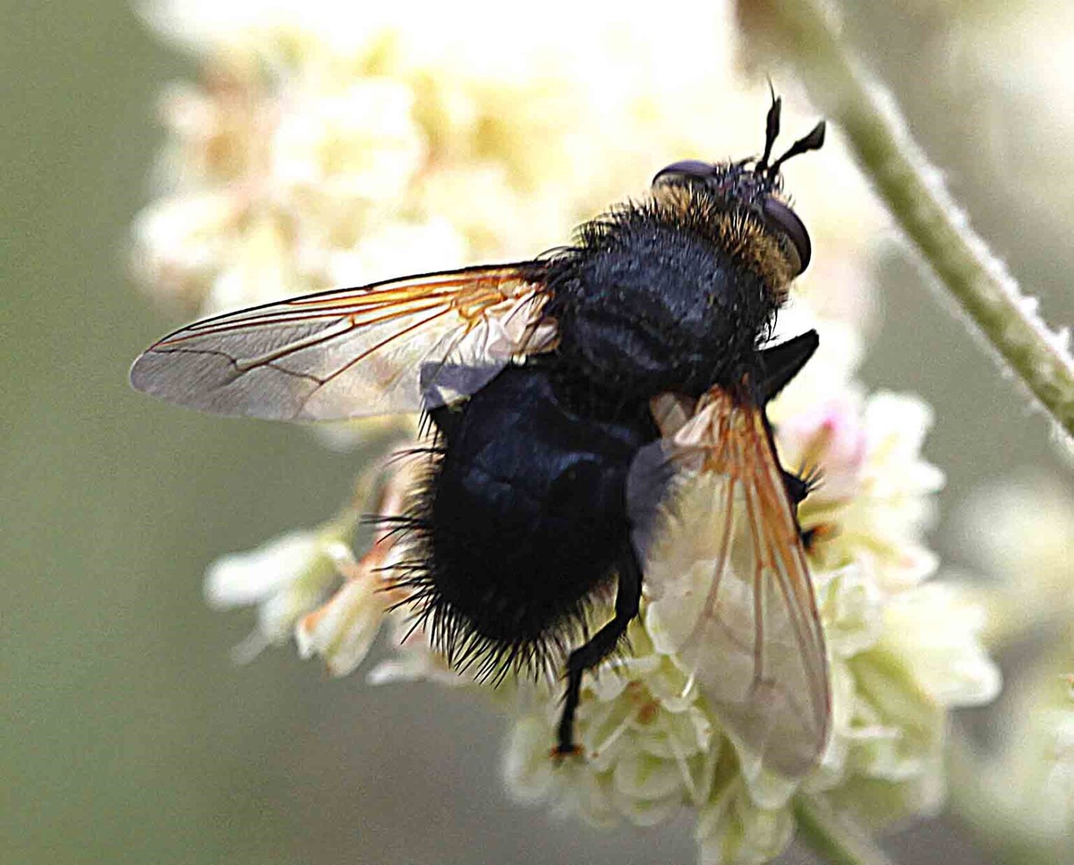 Parasitic Flies : Tachinid flies | Hortsense | Washington State University