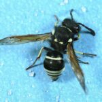 Vespidae: Paper Wasps, Yellowjackets, Hornets and Potter Wasps ...