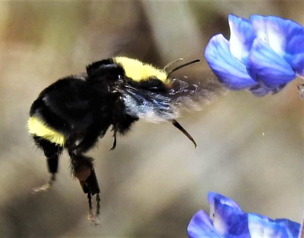 Apidae: Bumble Bees (Bombus spp.) | Hortsense | Washington State University