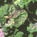 Common Diseases: Botrytis blight (Gray mold) | Hortsense | Washington ...