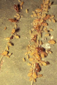 Common Insects and Mites: Aphids | Hortsense | Washington State University