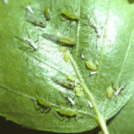 Raspberry: Aphids | Hortsense | Washington State University