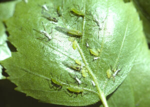 Spinach: Aphids | Hortsense | Washington State University
