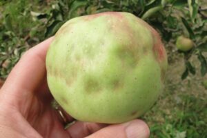 Apple: Brown marmorated stink bug | Hortsense | Washington State University