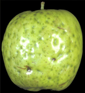 Apple: Bitter pit | Hortsense | Washington State University
