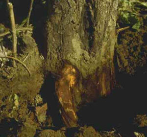 Apple: Crown and collar rot | Hortsense | Washington State University