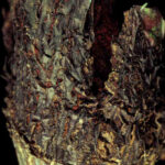 Common Diseases: Nectria cankers | Hortsense | Washington State University