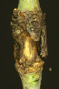Pear: European canker (Nectria canker) | Hortsense | Washington State ...