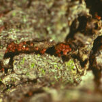 Elm: Nectria canker | Hortsense | Washington State University