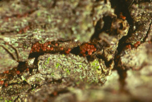 Ash: Nectria canker | Hortsense | Washington State University