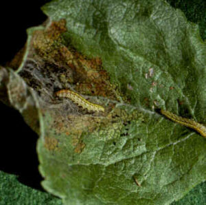 Crabapple: Apple-and-thorn skeletonizer | Hortsense | Washington State ...