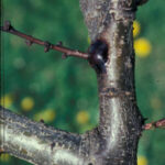 Apricot: Shothole (Coryneum blight) | Hortsense | Washington State ...