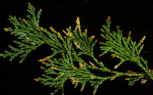 Juniper: Dieback | Hortsense | Washington State University