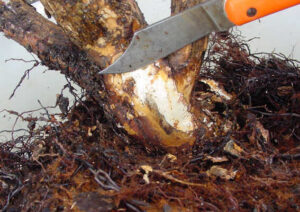 Rhododendron: Armillaria root rot | Hortsense | Washington State University