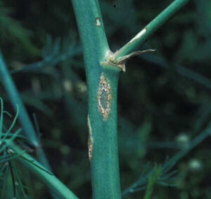 Asparagus: Rust | Hortsense | Washington State University