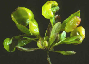 Azalea: Leaf and flower gall | Hortsense | Washington State University