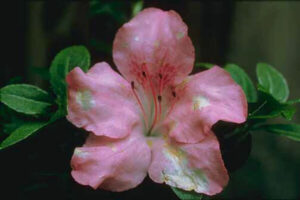Azalea: Ovulinia petal blight | Hortsense | Washington State University