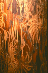 Common Insects and Mites: Bark beetles | Hortsense | Washington State ...