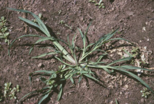 Weed Photo Gallery | Hortsense | Washington State University