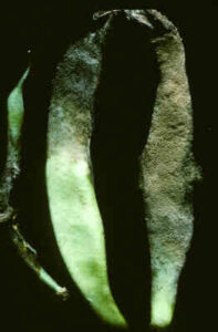 Bean: Gray mold | Hortsense | Washington State University