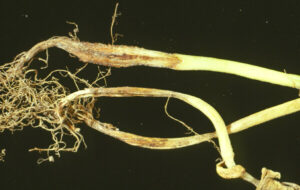 Bean: Fusarium root rot | Hortsense | Washington State University
