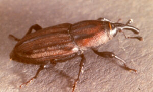 Lawn and Turf: Billbugs | Hortsense | Washington State University