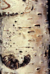Birch: Canker | Hortsense | Washington State University