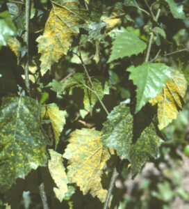 Birch: Rust | Hortsense | Washington State University
