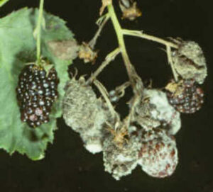 Blackberry: Fruit rot | Hortsense | Washington State University